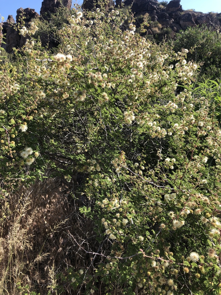catclaw mimosa from Maricopa County, US-AZ, US on May 15, 2024 at 08:09 ...