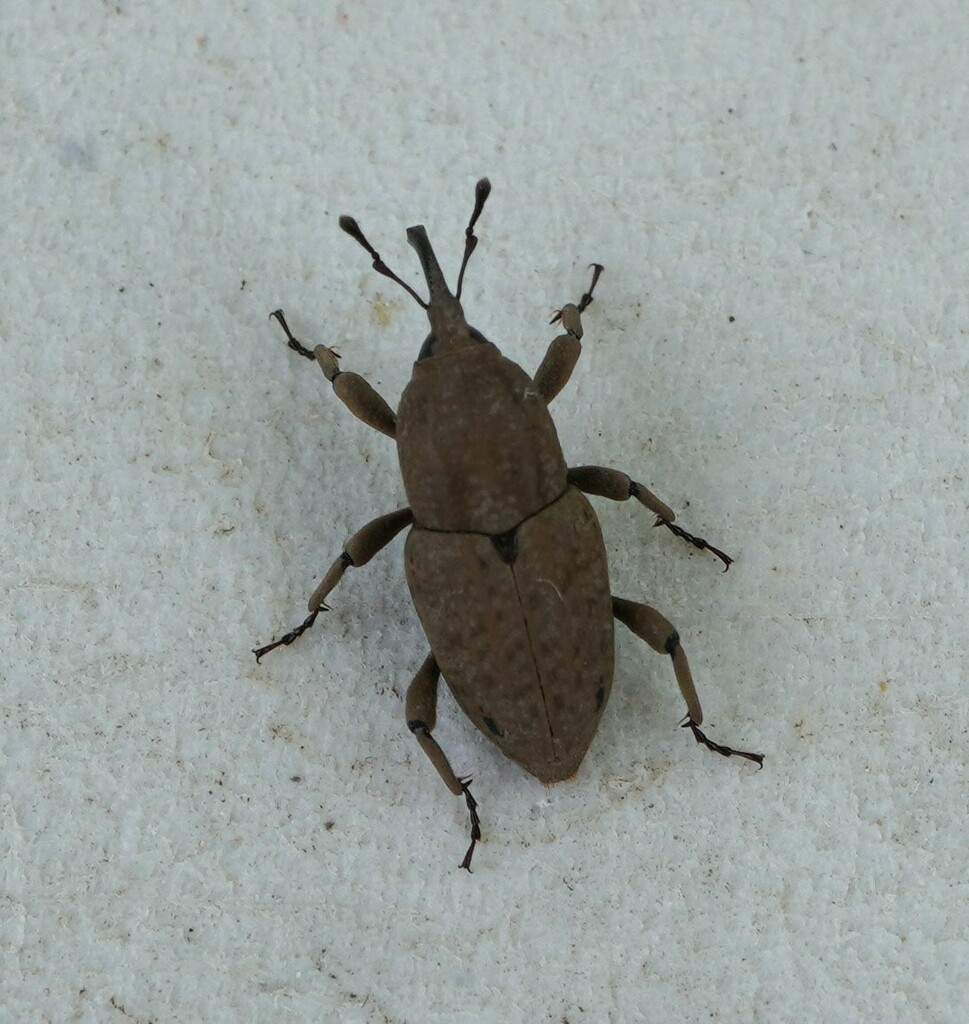 Billbug Weevils from West Ridge Nature Park on May 18, 2024 at 12:55 PM ...