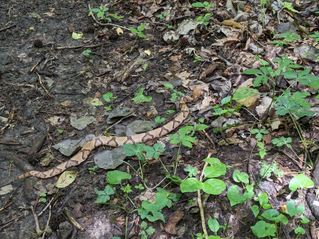 Eastern Copperhead from Millington, TN 38053, USA on May 18, 2024 at 02 ...