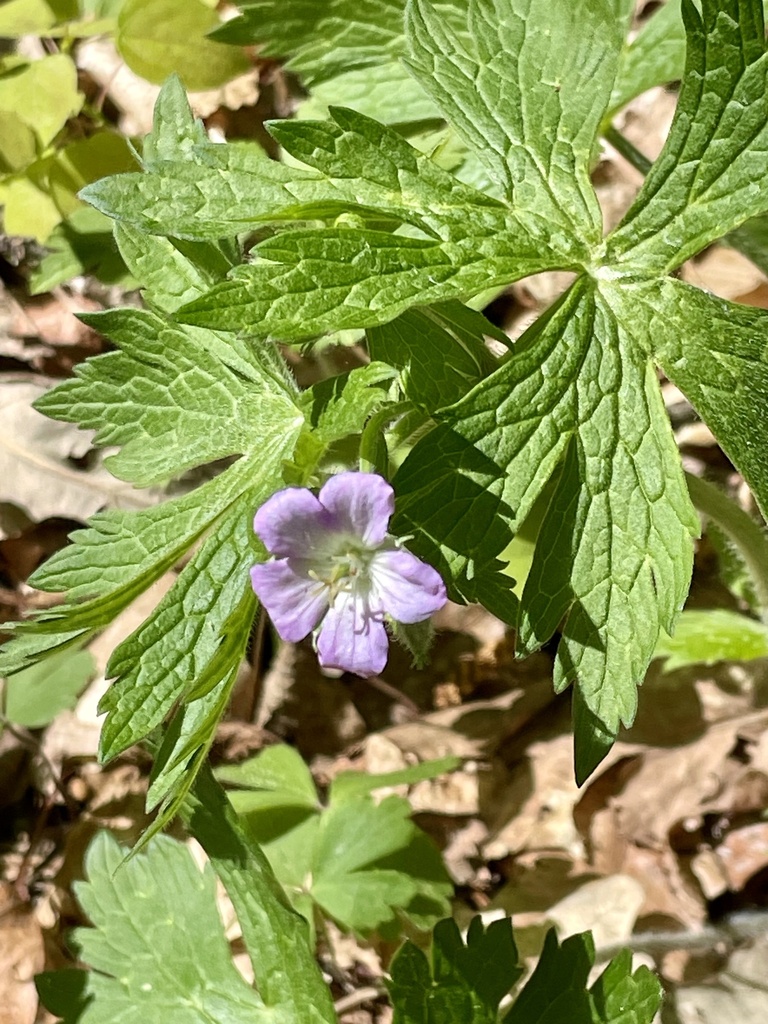 wild geranium from Fort Ripley, MN, US on May 18, 2024 at 11:12 AM by ...