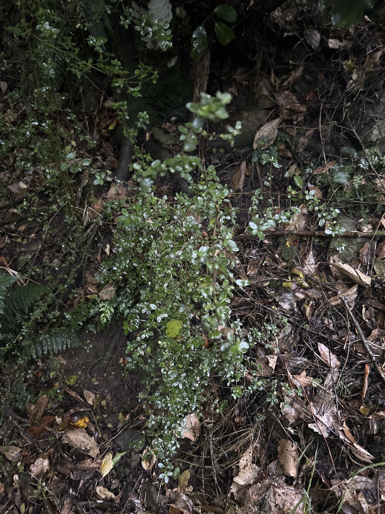 Coprosma from Omahu Bush Reserve, Tai Tapu, Canterbury, NZ on May 19 ...
