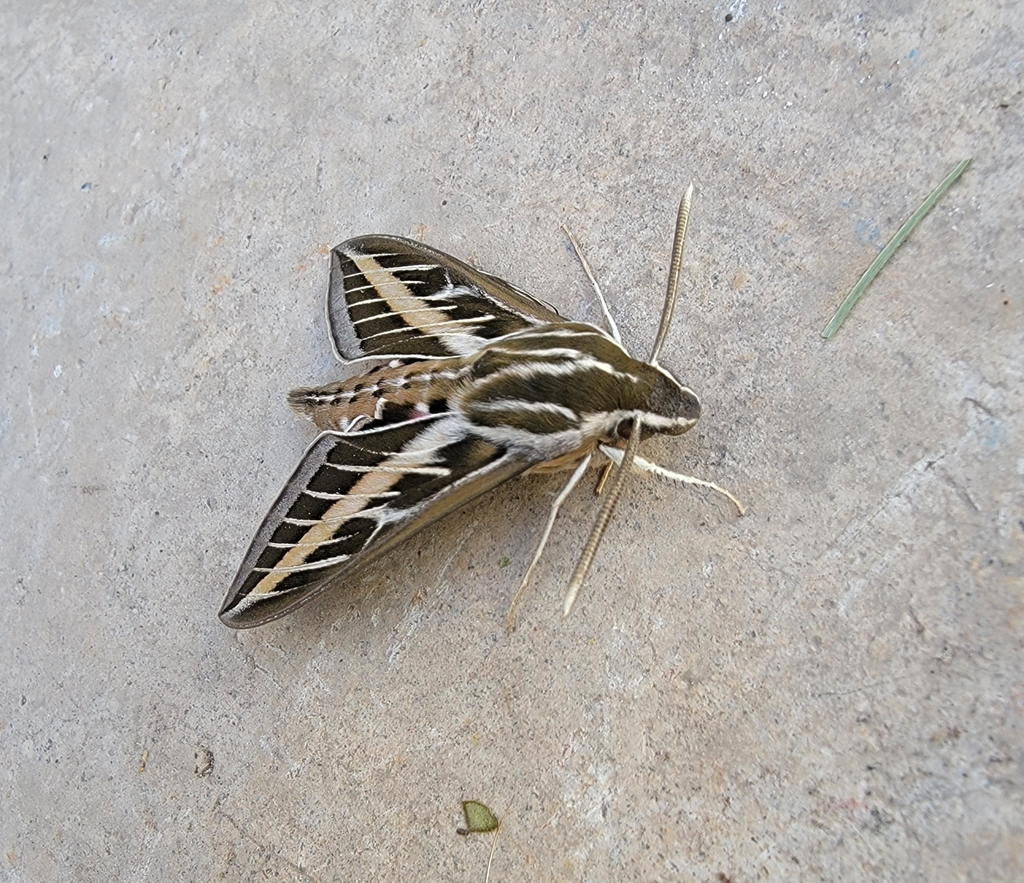 White-lined Sphinx from Chihuahua 31125, Desarrollo Urbano, 31125 ...