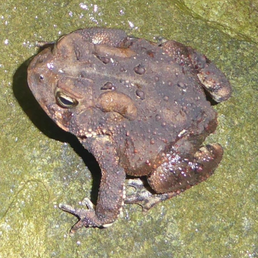 American Toad from Loudoun County, VA, USA on May 18, 2024 at 01:01 PM ...