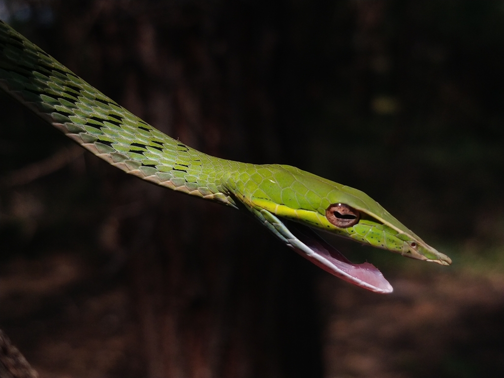 Indian Vine Snake (Ahaetulla oxyrhynca) - Snakes and Lizards
