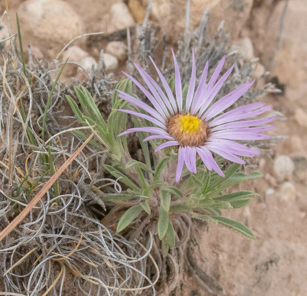 Texas Ground-Daisy from Randall County, TX, USA on May 3, 2024 at 11:18 ...