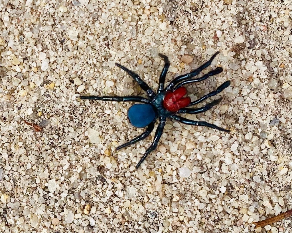 Red-headed Mouse Spider from Blue Mountains, NSW, Australia on May 18 ...