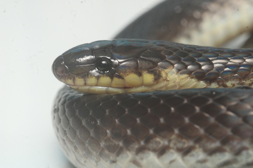 Flaming Ground Snake (Atractus flammigerus) - Snakes and Lizards