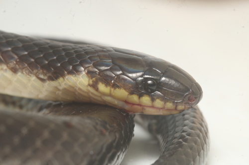 Flaming Ground Snake (Atractus flammigerus) - Snakes and Lizards
