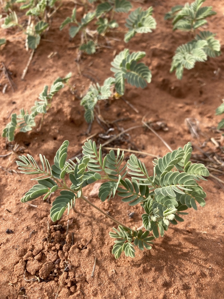 Creeping rushpea from SR-276, Lake Powell, UT, US on May 18, 2024 at 06 ...