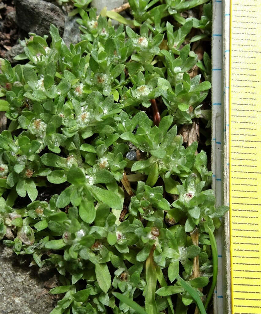 slender woolly-marbles from Clallam County, WA, USA on June 19, 2023 at ...