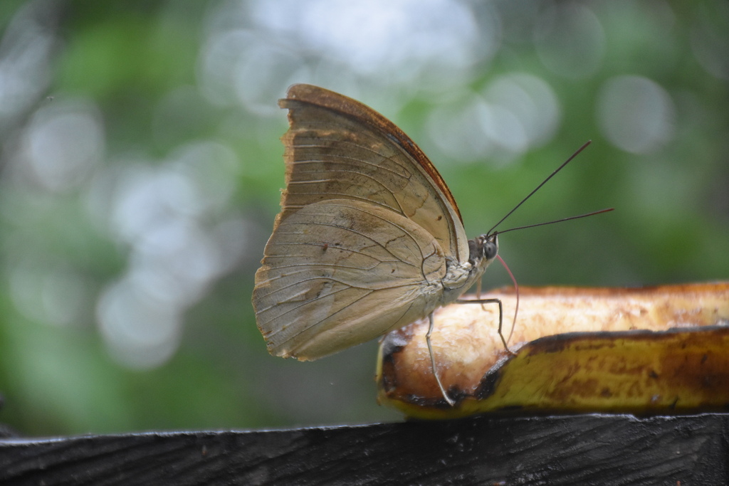 One-spotted Prepona from Bajnath's Estate Hummingbird Sanctuary, Matura ...