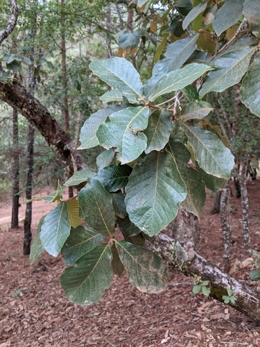 Roble belloto (Quercus segoviensis)