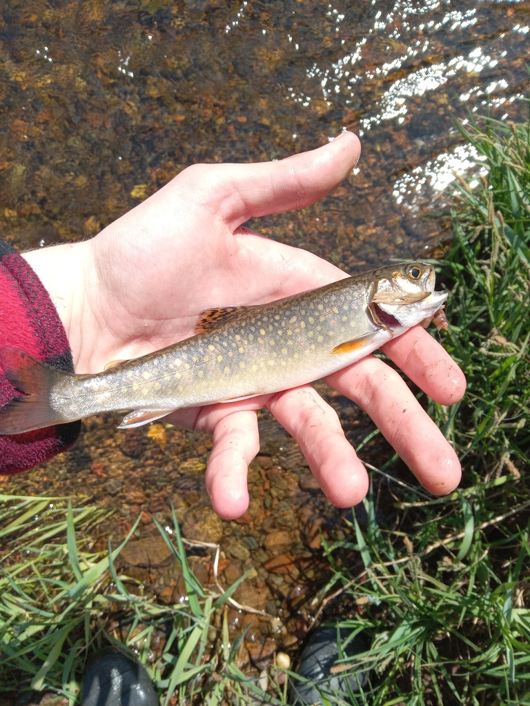 Brook Trout from Oxford, NS, Canada on May 18, 2024 at 02:50 PM by ...