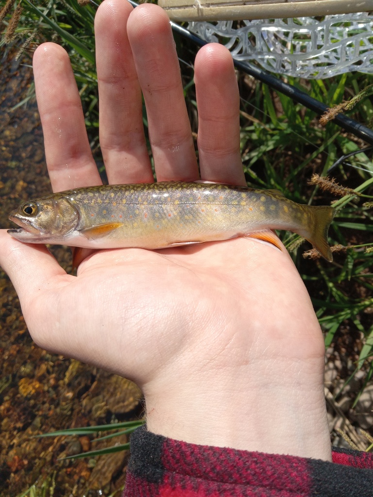 Brook Trout from Oxford, NS, Canada on May 18, 2024 at 02:41 PM by ...