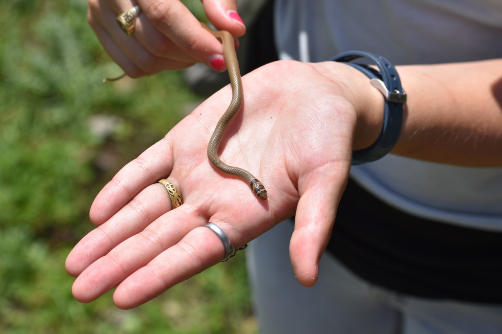 Ring-Headed Dwarf Snake from Kakheti, Georgia on June 23, 2018 by ...