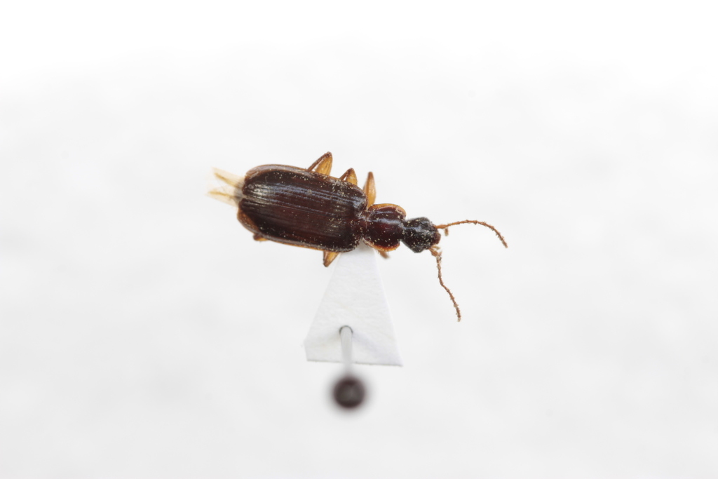 Dromius piceus from Franklin County, MO, USA on April 20, 2024 at 08:31 ...