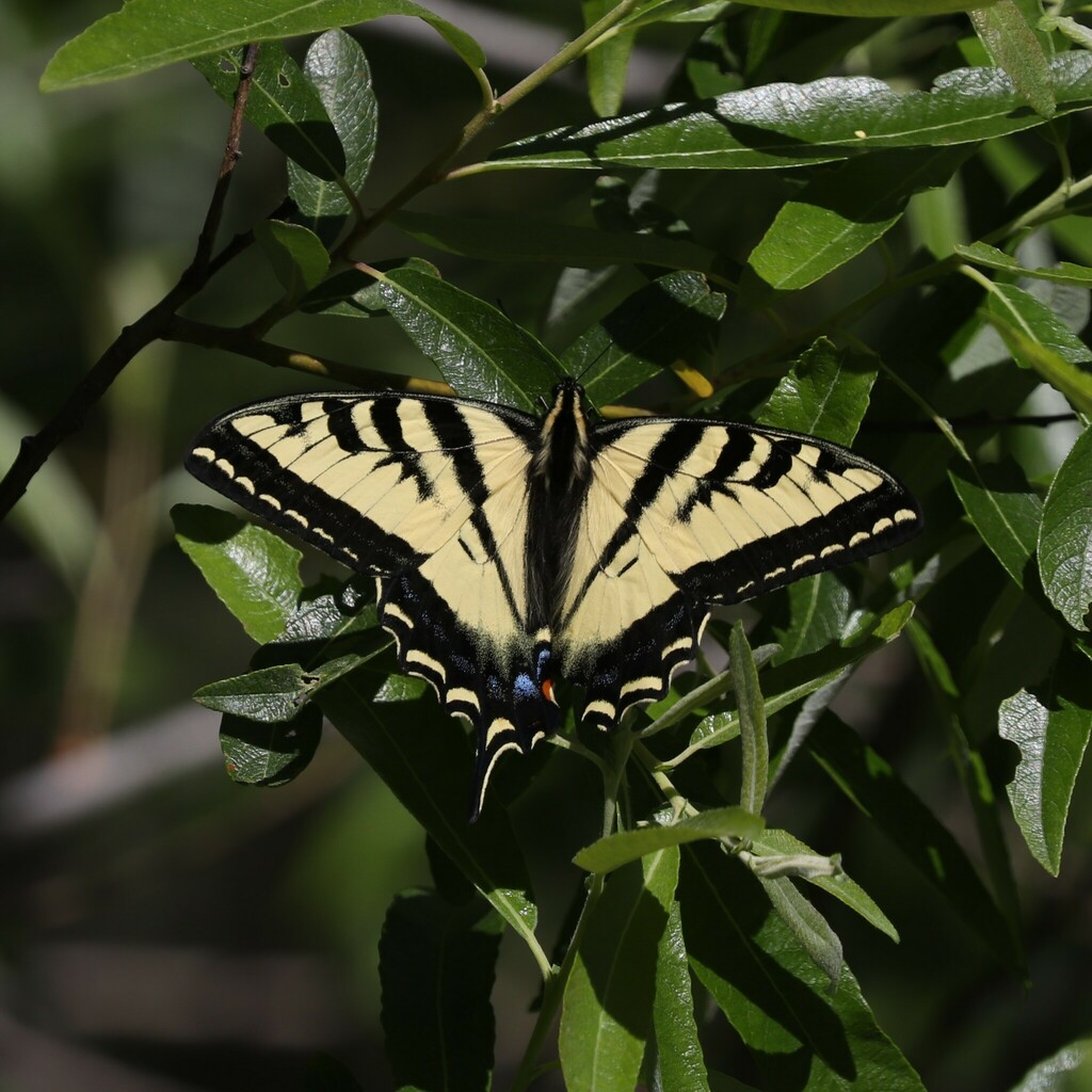 Western Tiger Swallowtail from Descanso, CA, USA on May 15, 2024 at 10: ...