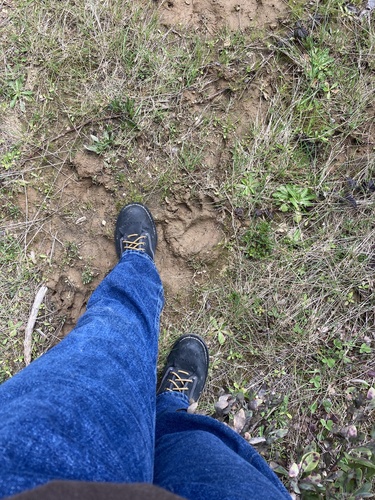Black Bear Tracks – NatureTracking
