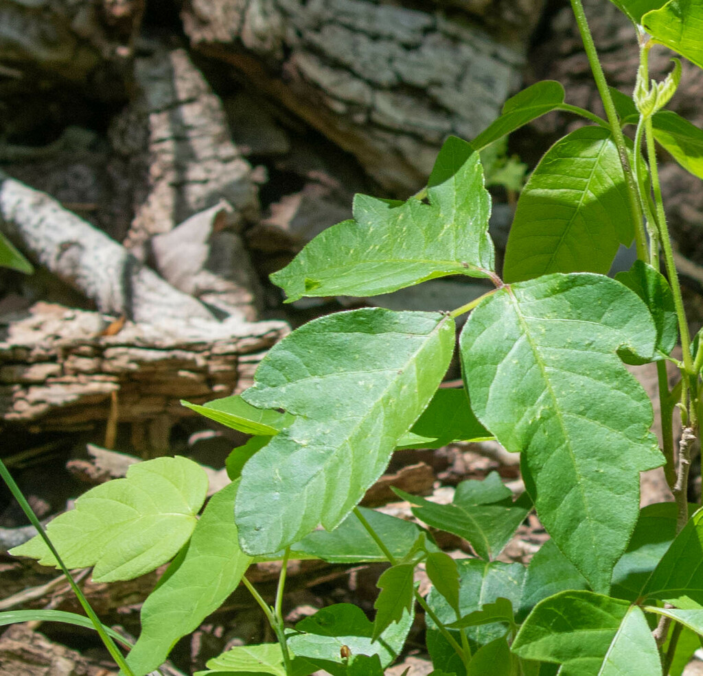 eastern poison ivy from Barton County, KS, USA on May 4, 2024 at 11:04 ...