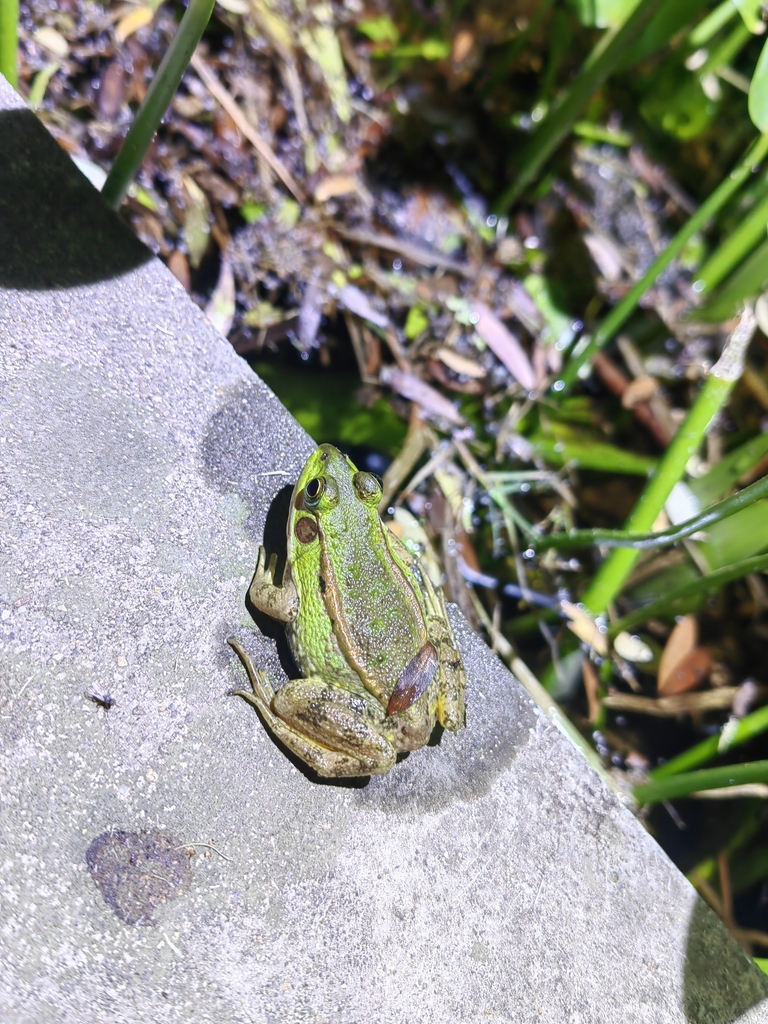 Eastern Golden Frog from 中国上海市浦东新区 on May 18, 2024 at 08:39 PM by 咩赫得 ...