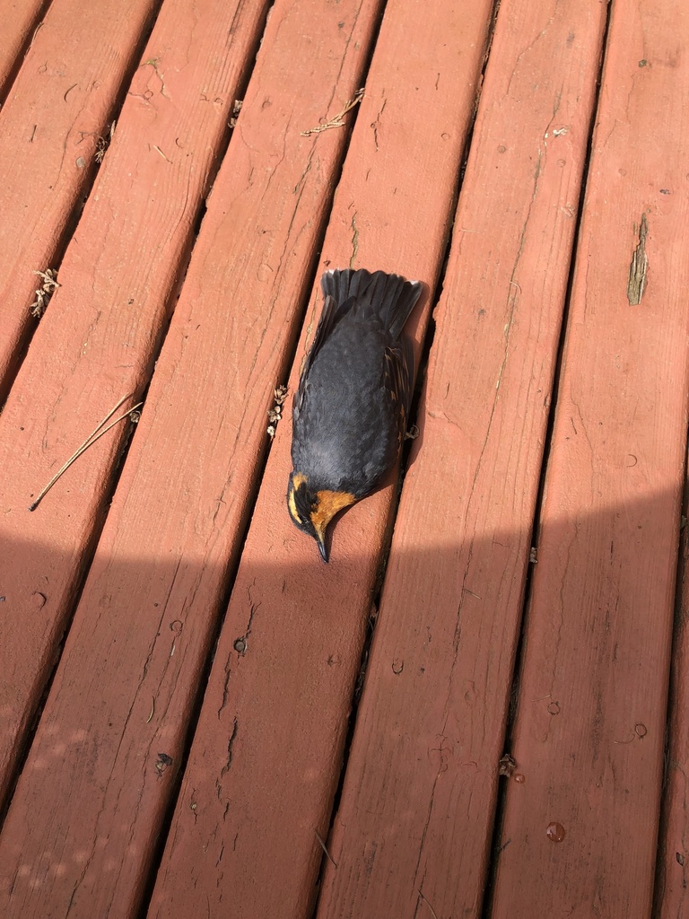 Varied Thrush from 172nd Ave NE, Redmond, WA, US on March 30, 2024 at ...