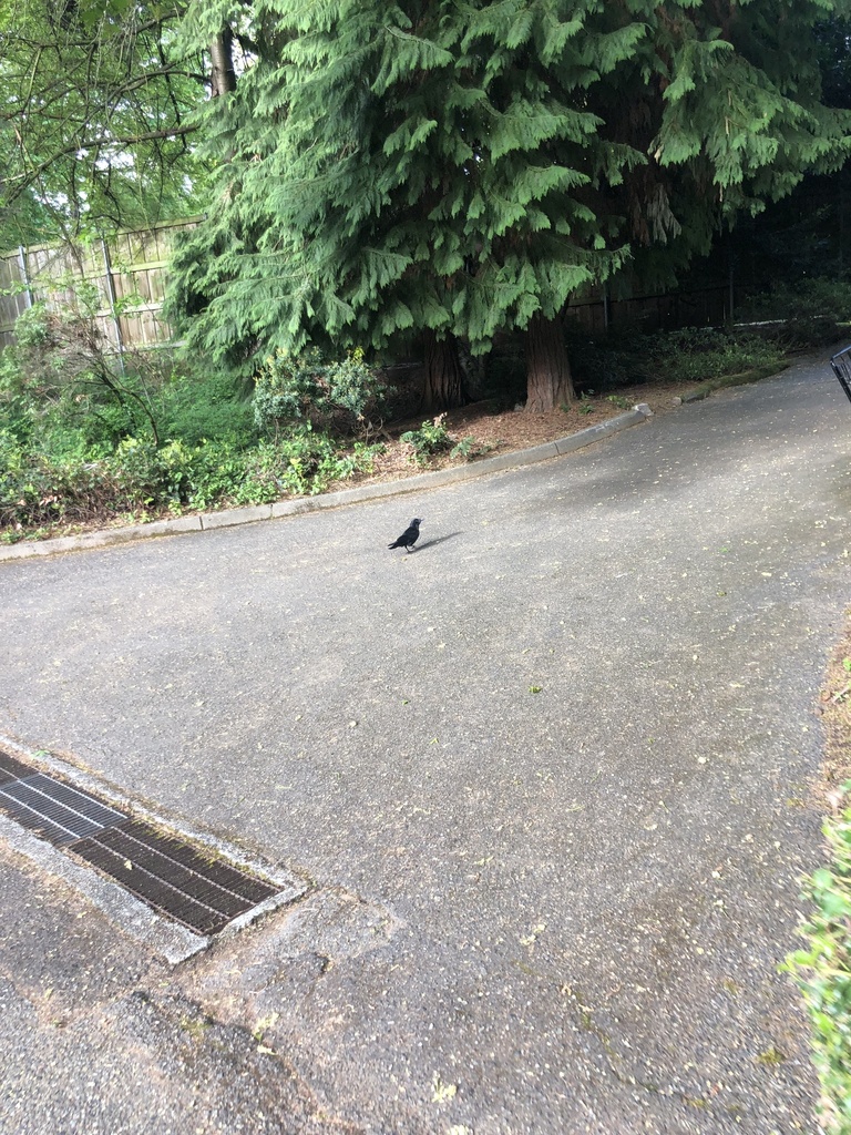American Crow from University of Washington, Seattle, WA, US on May 2 ...