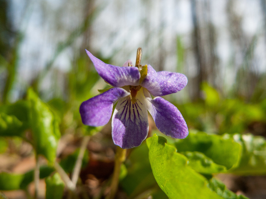Great-Spurred Violet ( Dicot Forbs of Appalachia 2) · iNaturalist