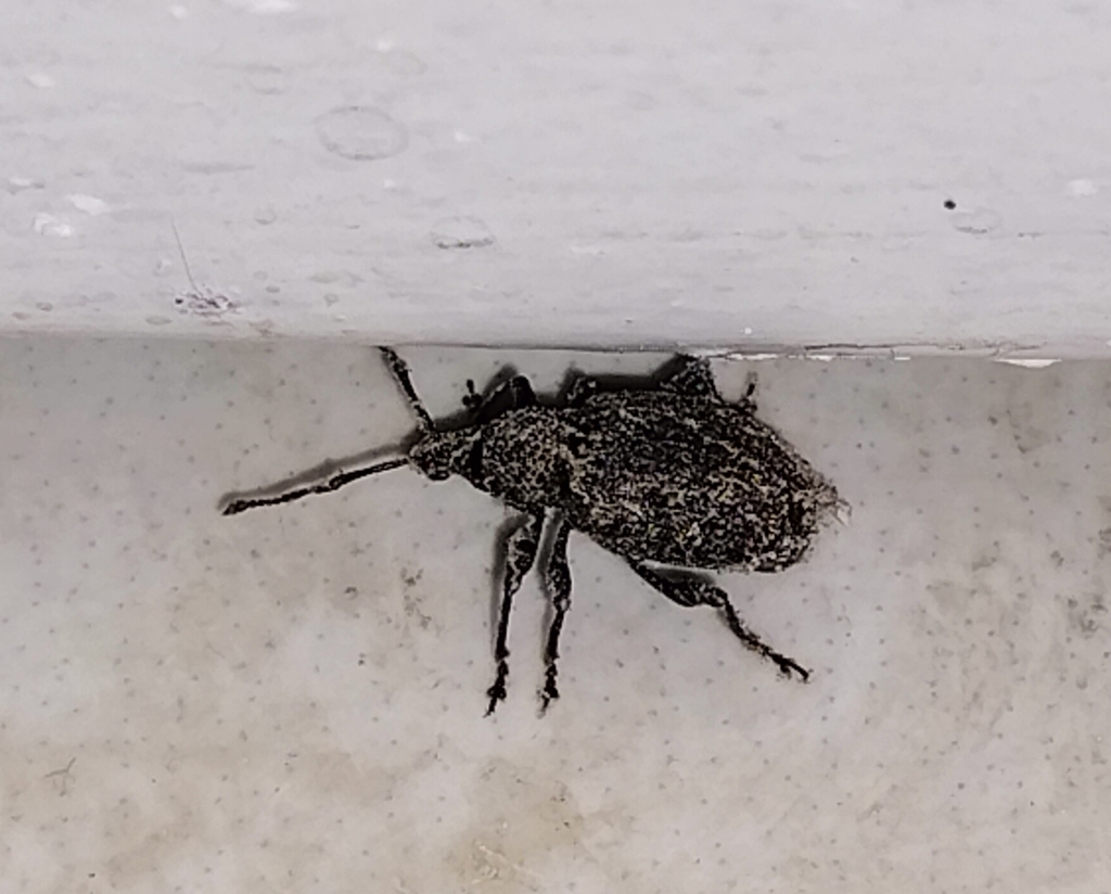 Black Vine Weevil from Burns, NY, USA on May 18, 2024 at 10:12 PM by ...