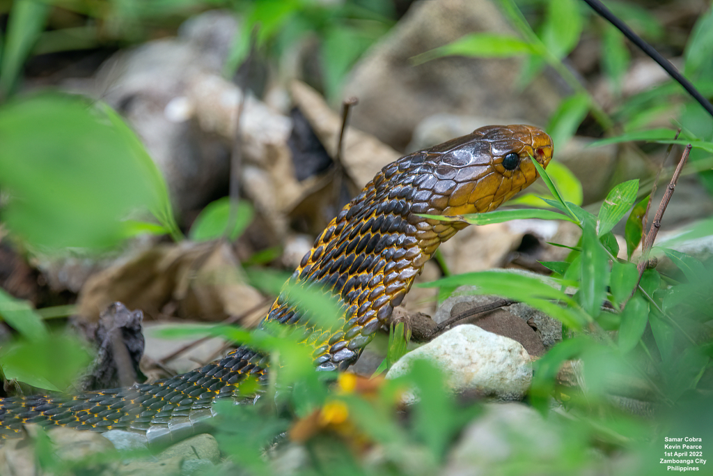 Samar Cobra from Zamboanga, Philippines on April 1, 2022 at 12:52 PM by ...