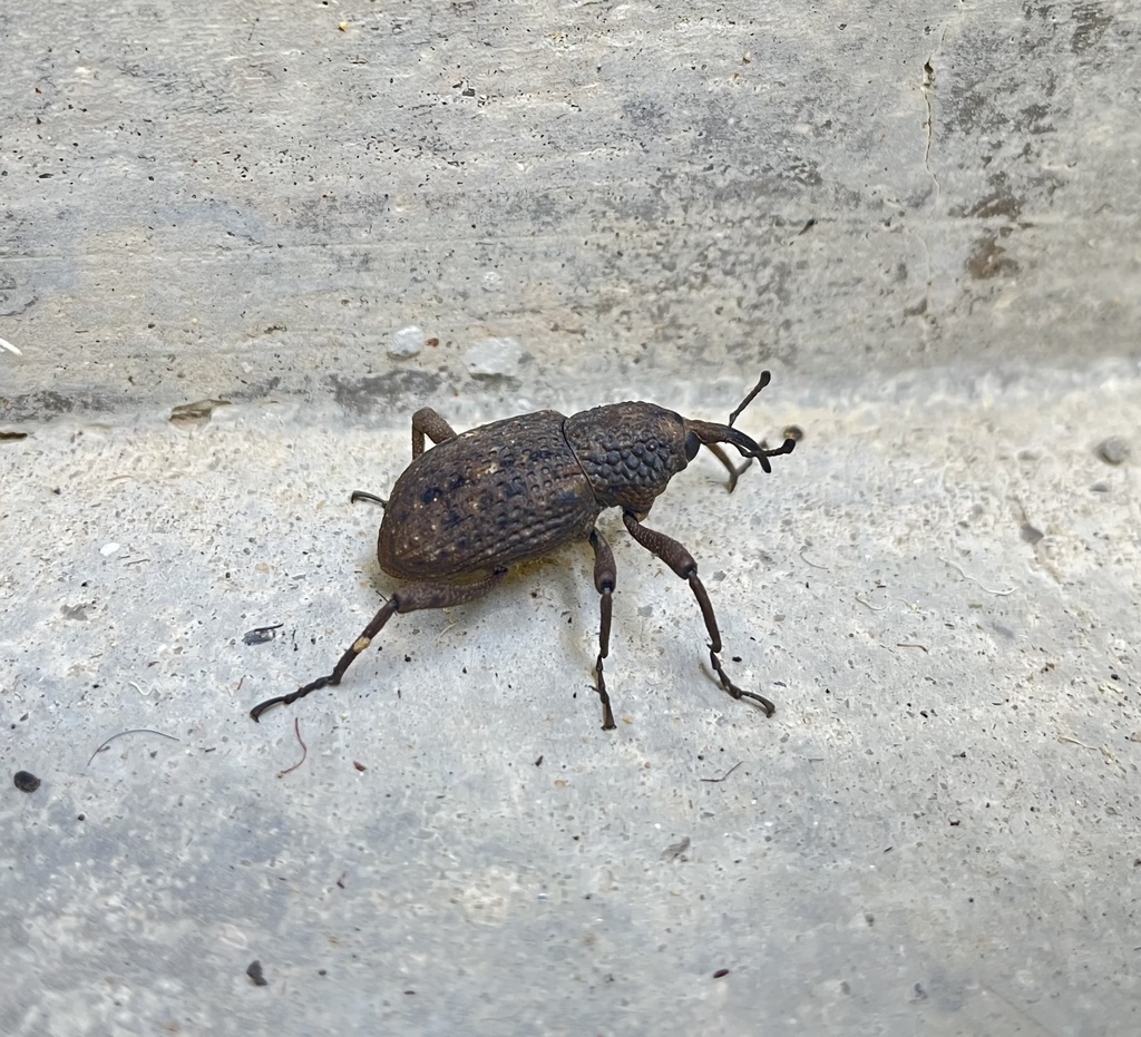 Sipalinus gigas from Langkawi Island, Langkawi, Kedah, MY on May 19, 2024 at 10:18 AM by Hamrish ...