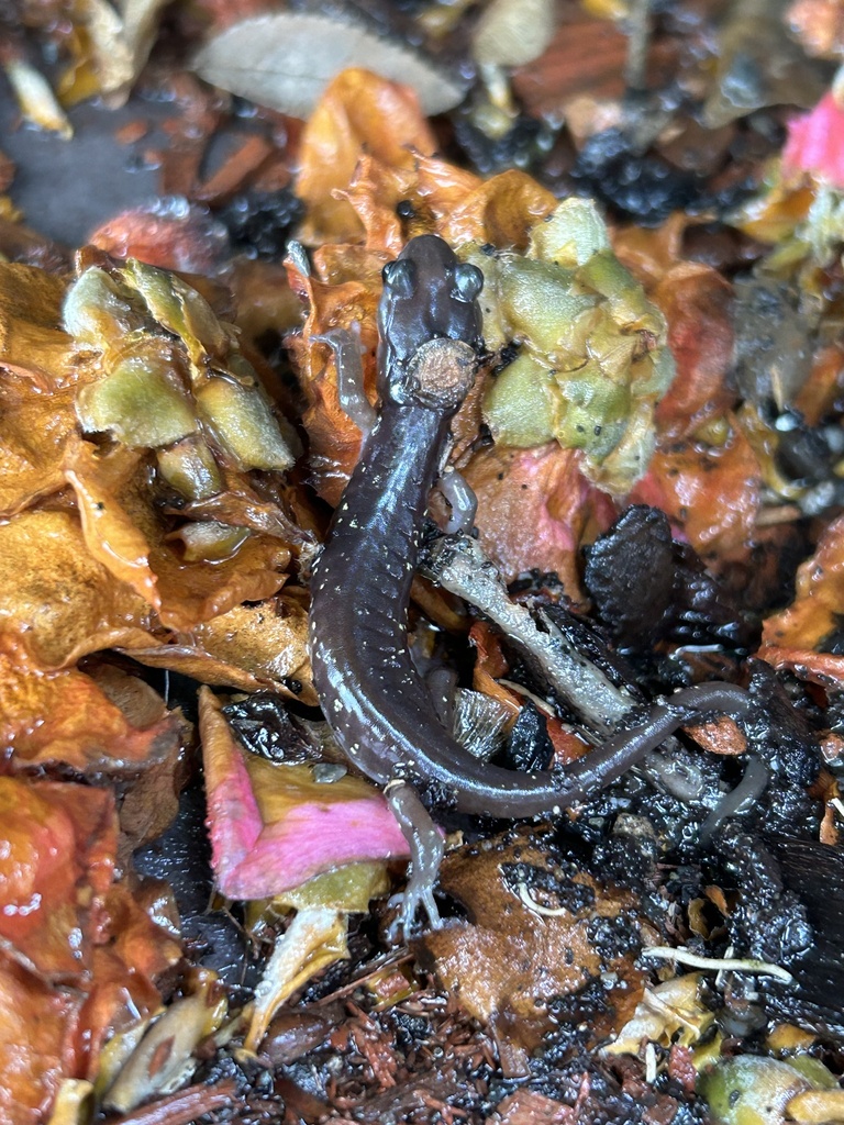 Arboreal Salamander from Cedar Dr, Watsonville, CA, US on May 18, 2024 ...