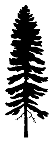 White Spruce (Trees of Manitoba) · iNaturalist