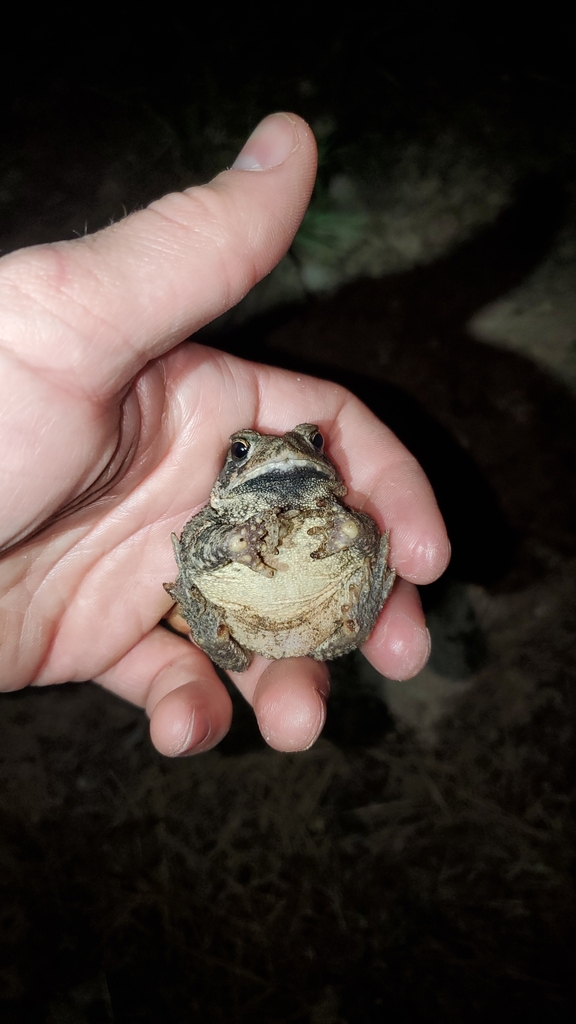 Houston Toad in May 2024 by B. P. White · iNaturalist