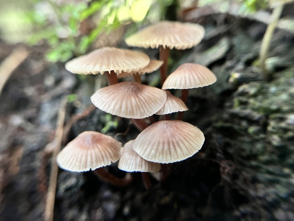 Mycena mariae from South Island / Te Waipounamu, Rai Valley ...
