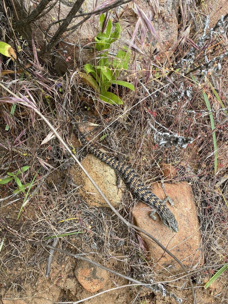 Southern Alligator Lizard from San Mateo Canyon Wilderness, Lake ...