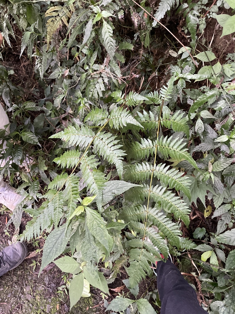 Spiny Tree Fern from 頂湖自然生態公園, 阿里山鄉, CYQ, TW on May 19, 2024 at 11:00 ...