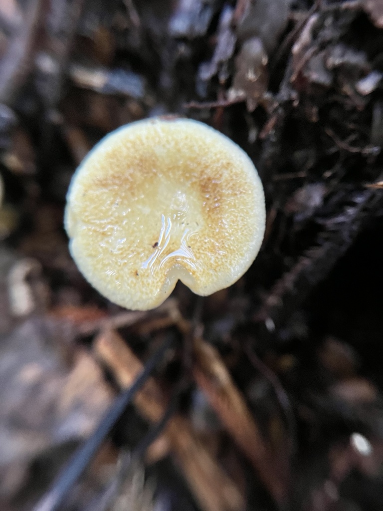 Hygrophoropsis coacta from South Island / Te Waipounamu, Rai Valley ...