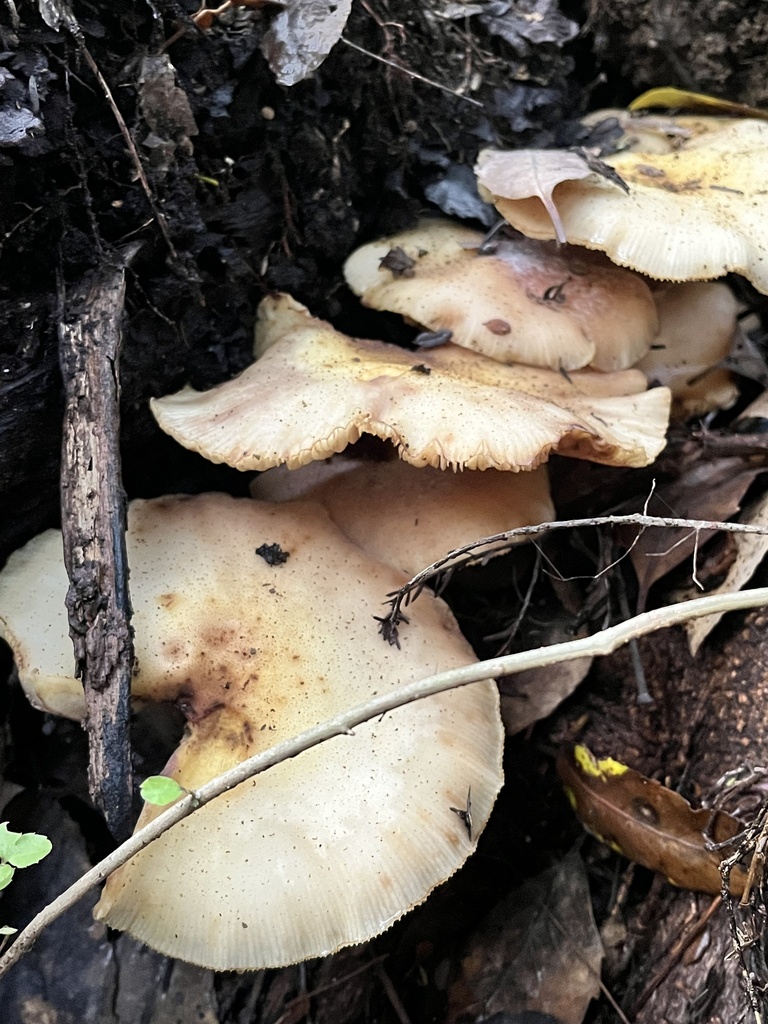 Armillaria limonea from South Island / Te Waipounamu, Rai Valley ...