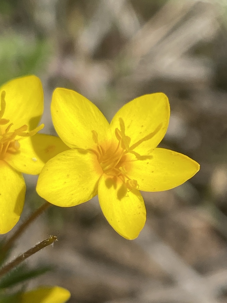 variable linanthus from Cleveland National Forest, Lake Elsinore, CA ...