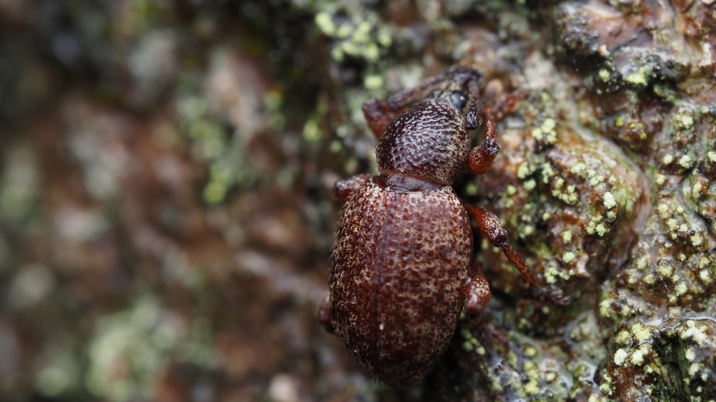 Clay-coloured Weevil in May 2024 by June Damon · iNaturalist