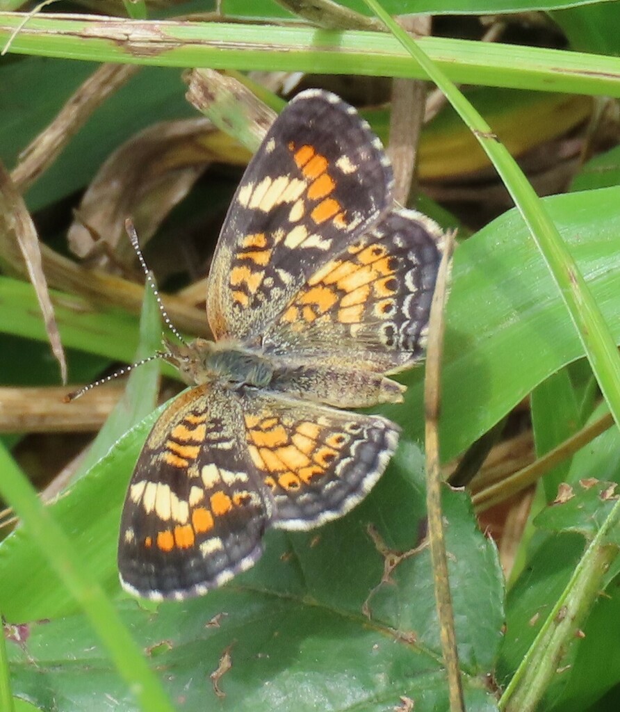 Phaon Crescent from Fort Bend County, TX, USA on May 18, 2024 at 12:34 ...