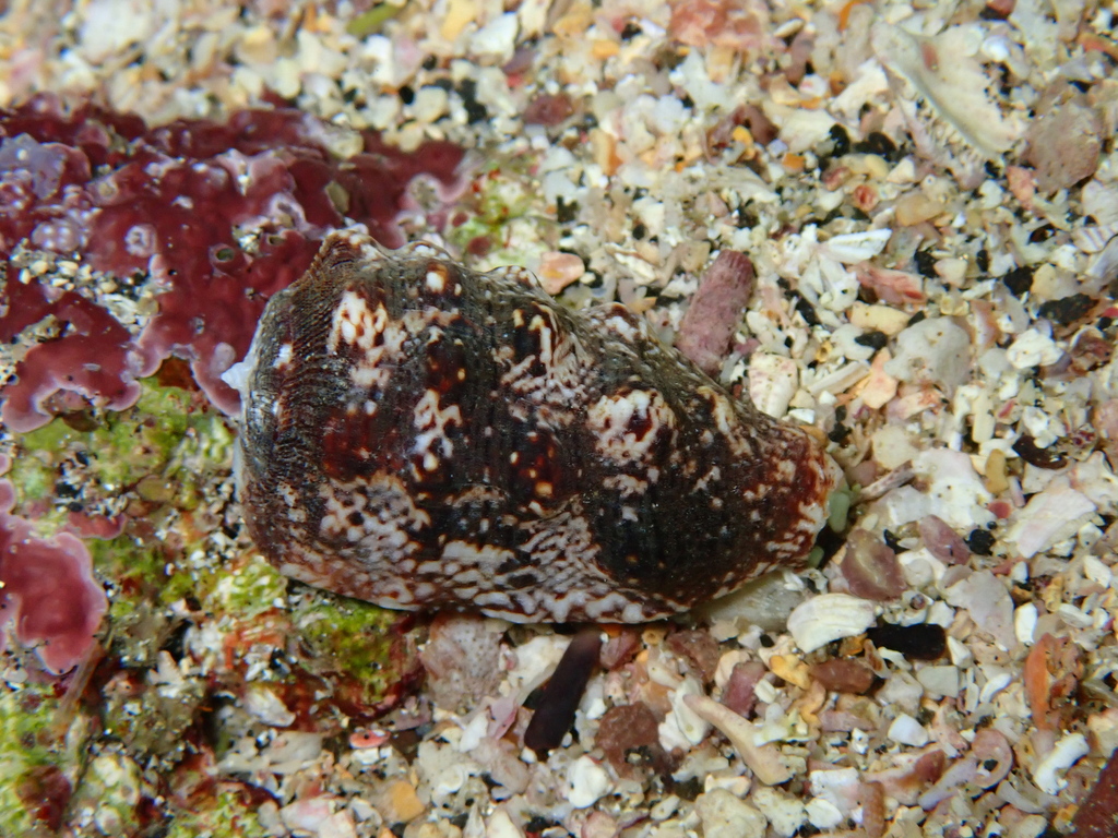 Morum tuberculosum from Marchena Island, Ecuador on May 5, 2024 at 04: ...