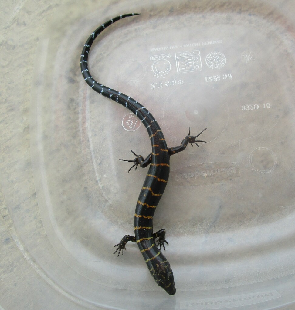 Banded Sphenomorphus in October 2018 by atbab · iNaturalist