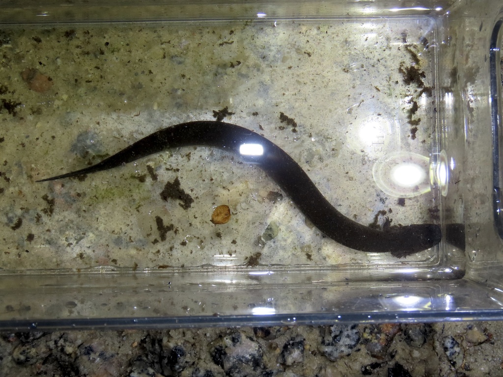 Lesser Siren in May 2024 by Josh Emm · iNaturalist