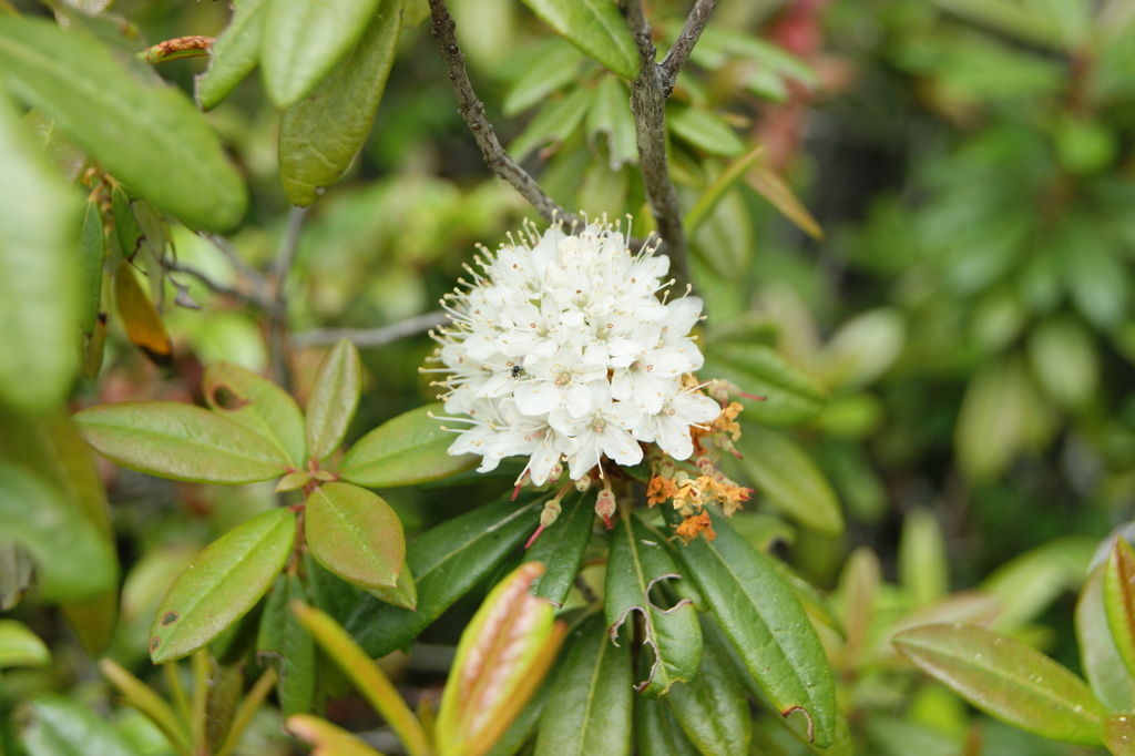 Western Labrador Tea (Flora and Fauna of a Bog) · iNaturalist