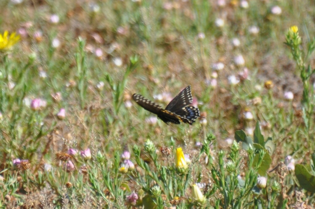 Black Swallowtail from Cochran County, TX, USA on May 18, 2024 at 09:59 ...