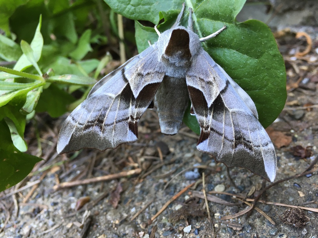 Western Eyed Sphinx from Redwood Ave, Coos Bay, OR, US on May 10, 2019 ...