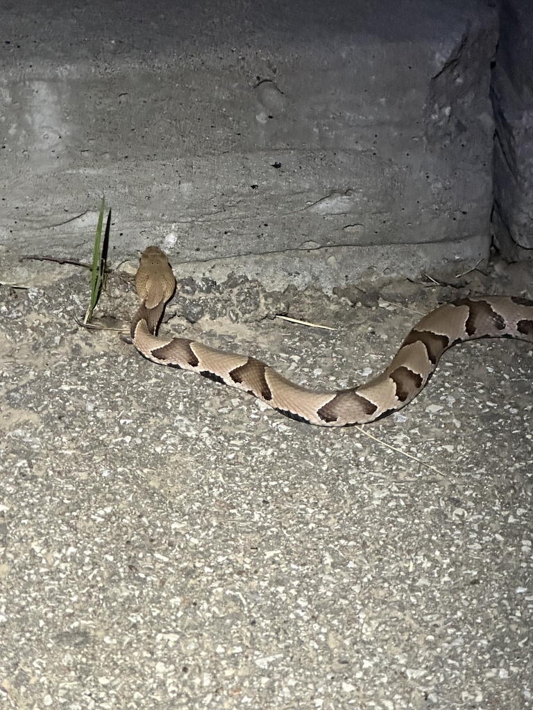 Eastern Copperhead from Mill Creek, Olathe, KS, US on May 18, 2024 at ...