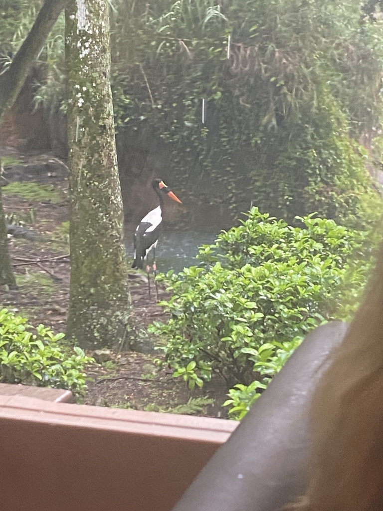 Saddle-billed Stork from Disney's Animal Kingdom Theme Park, Bay Lake ...