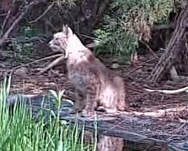 Bobcat from Scotts Bluff County, NE, USA on May 18, 2024 at 03:21 PM by ...